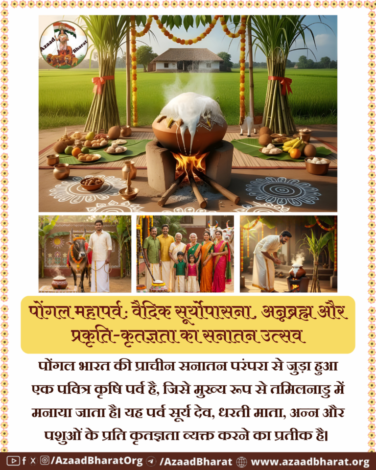 Pongal Festival: प्रकृति, पशु सेवा और सनातन संस्कृति का गौरव - Azaadbharat